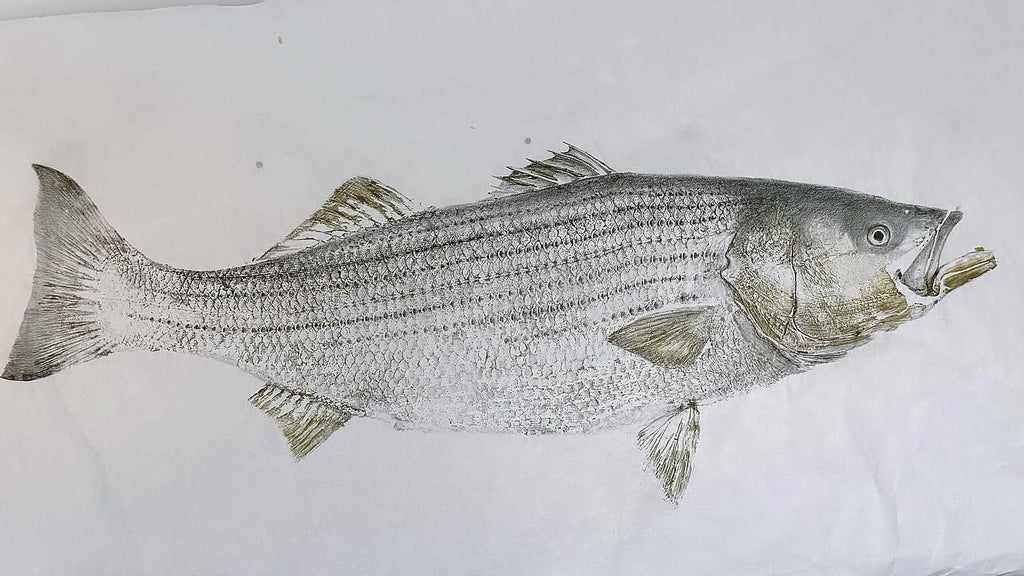 Striped bass commercial fish original – fishedimpressions