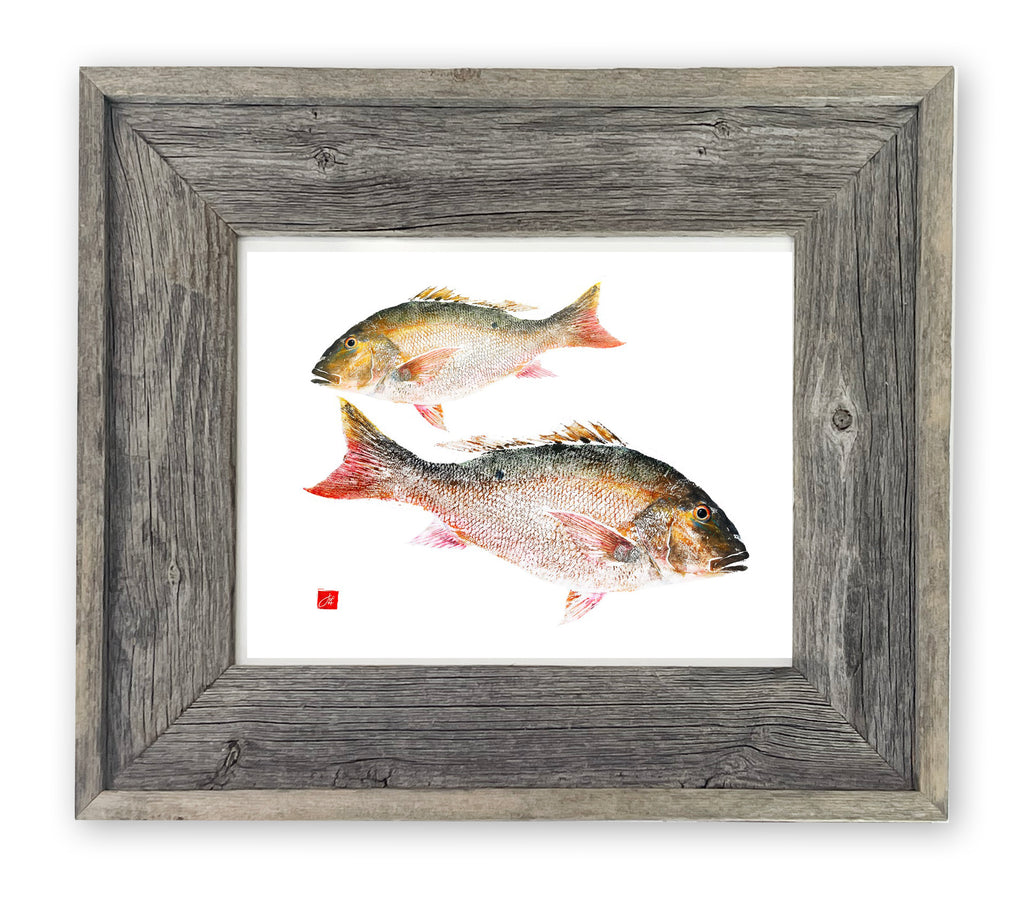 16 x 13 Framed Mutton Snapper – fishedimpressions