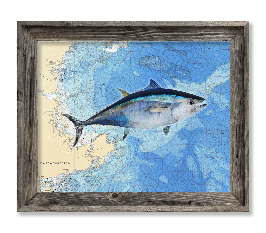 Bathymetric Gloucester chart with Tuna – fishedimpressions