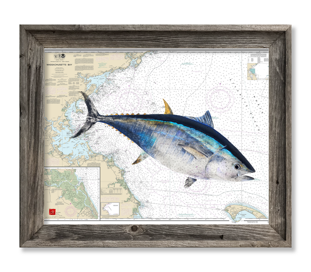 Massachusetts Bay with colored BlueFin Tuna – fishedimpressions